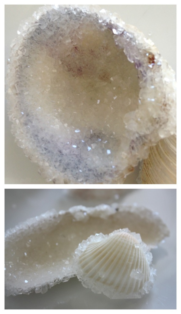 18 of the best Seashell Crafts * Moms and Crafters